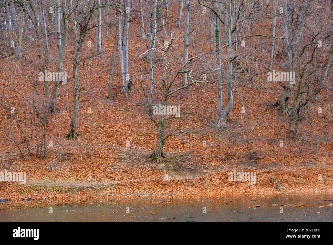 Lake near the trees Stock Photo - Alamy