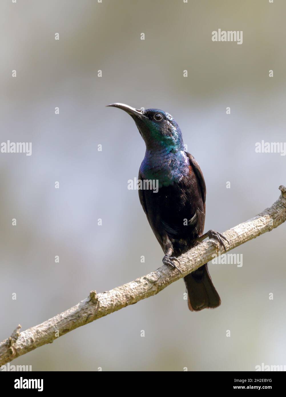 Indian sunbird hi-res stock photography and images - Alamy