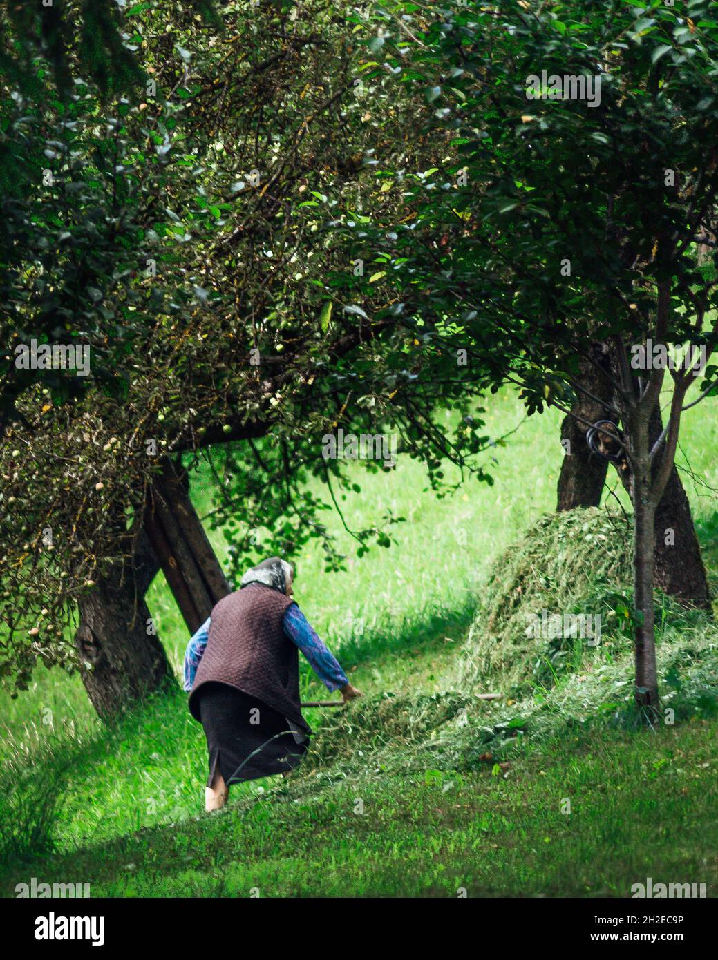 Grandmother working in the garden Stock Photo - Alamy