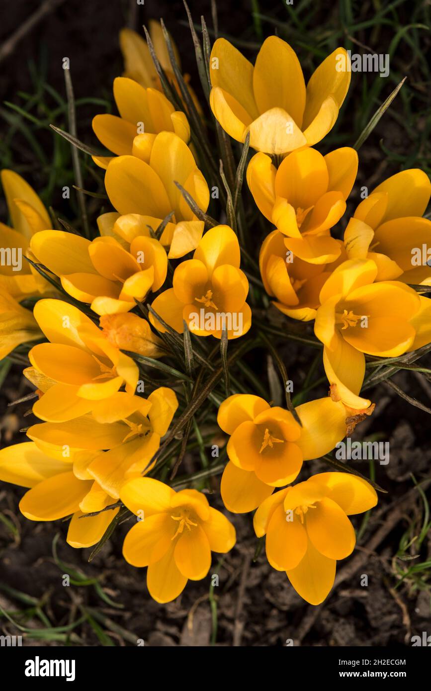 Herald patch hi-res stock photography and images - Alamy