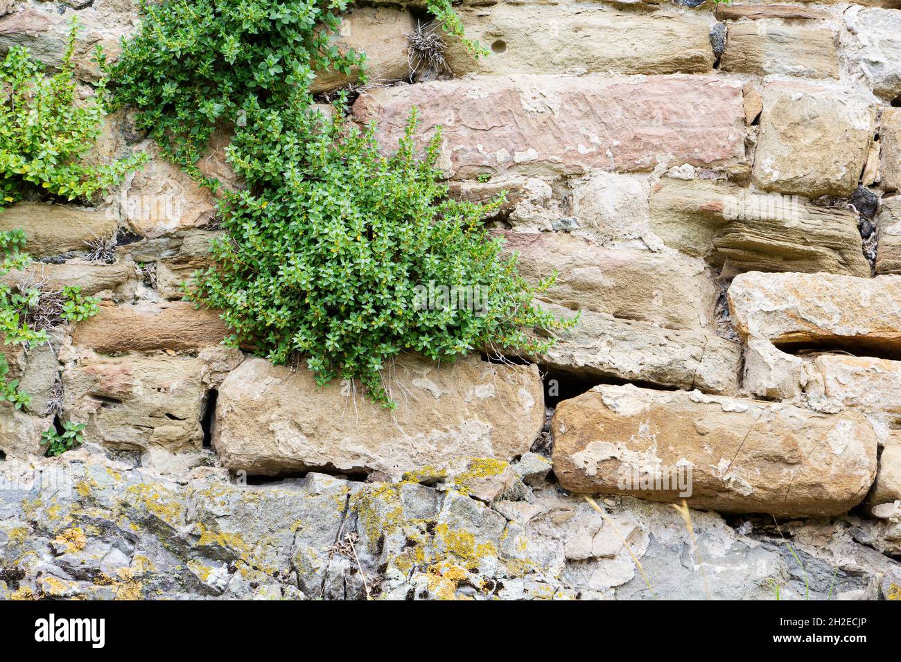 Wild stone wall with plants in the wall, landscape design Stock Photo ...