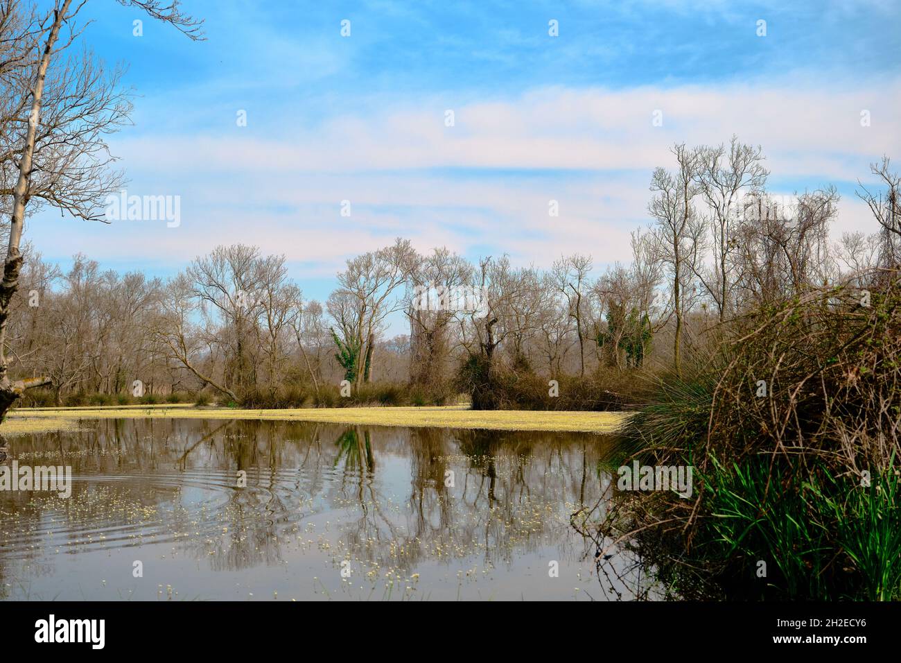 floodplain forest in Karacabey Bursa and small pond covered by huge ...