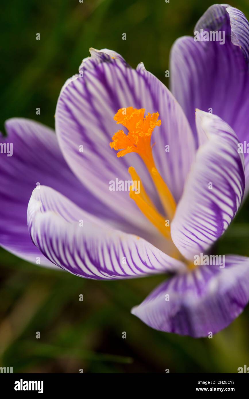 3 croci hi-res stock photography and images - Alamy