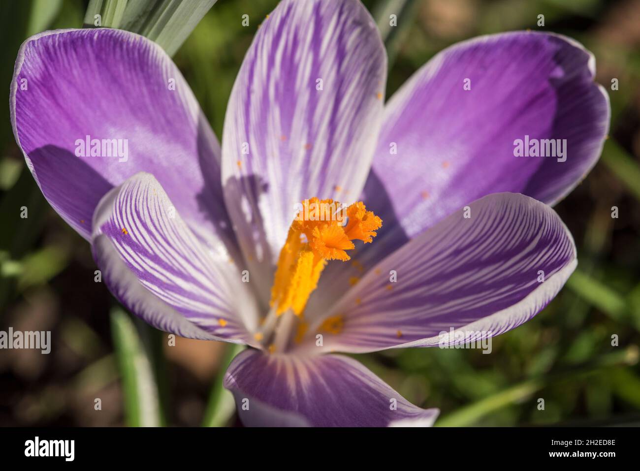 Drift of crocuses hi-res stock photography and images - Alamy