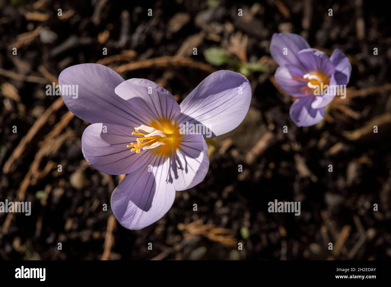 The toxic 'Autumn crocus' ( Colchicum ) (Fall Crocus) with 6 stamens ...
