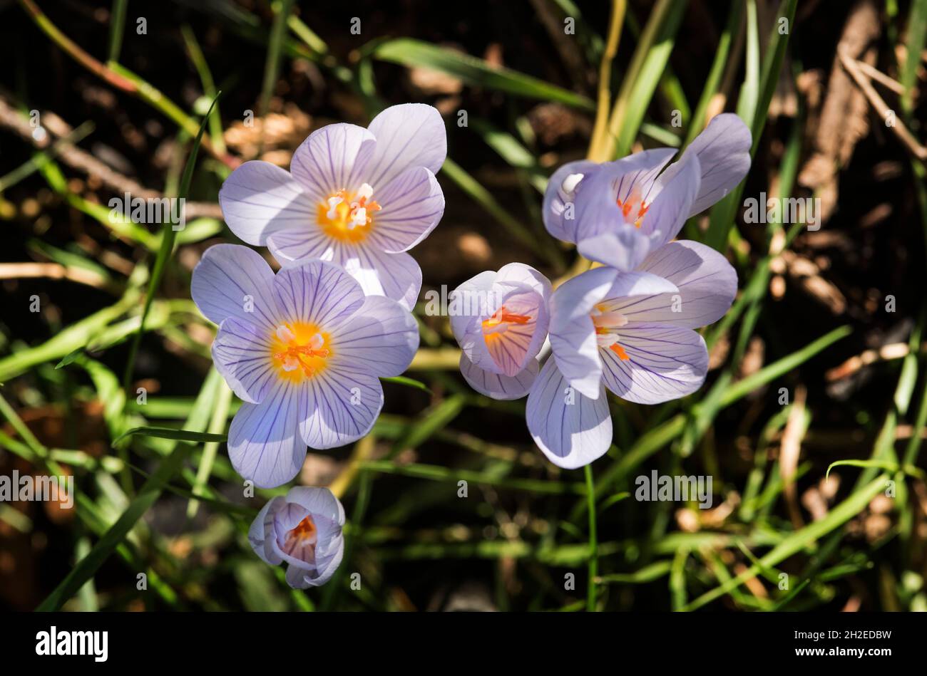 The toxic 'Autumn crocus' ( Colchicum ) (Fall Crocus) with 6 stamens ...