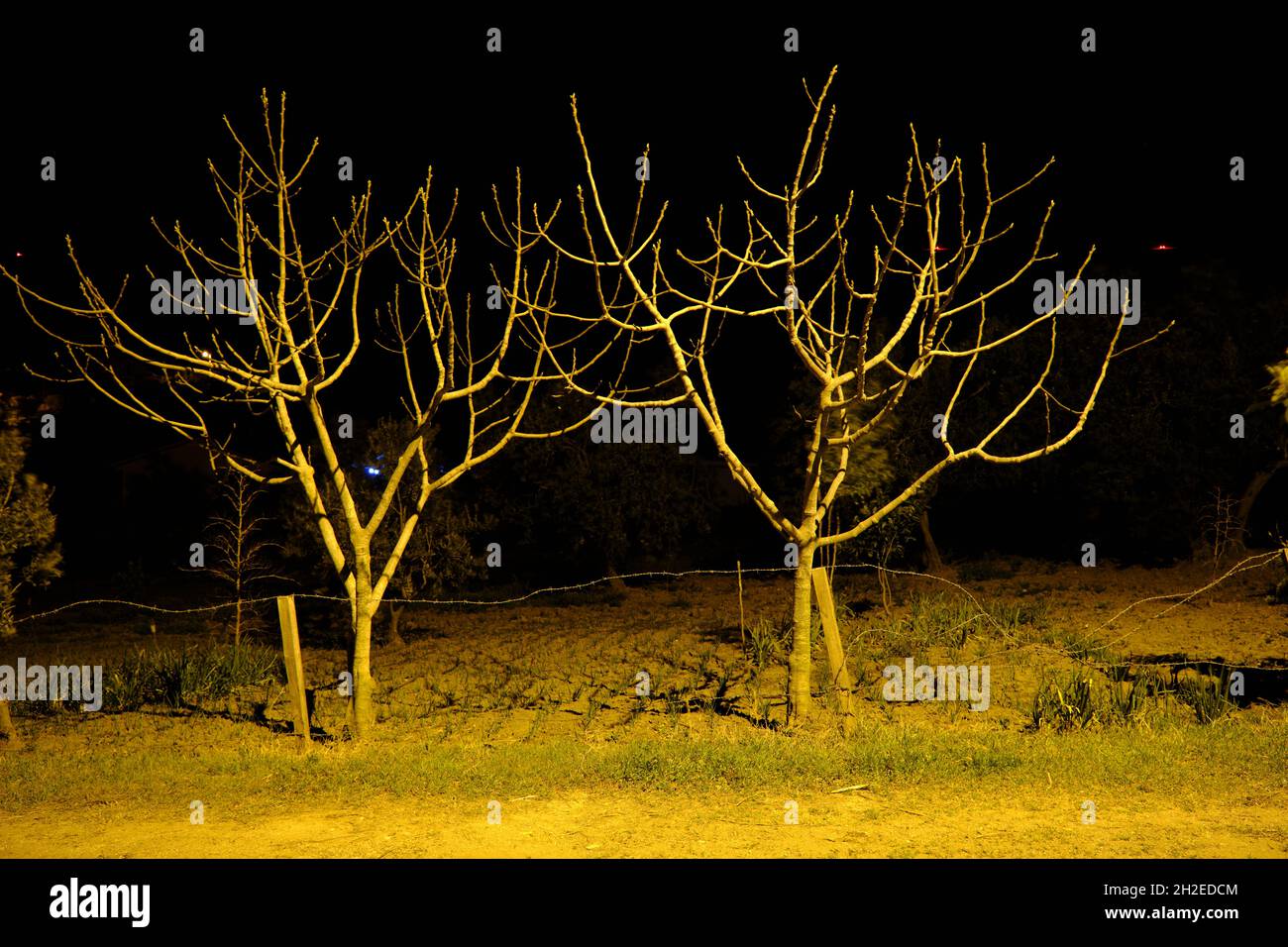 Group of trees withered and dried branch by taking photo middle of the ...