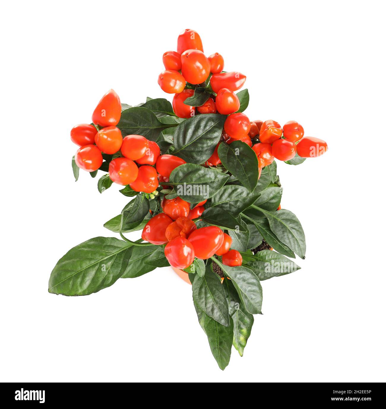Potted chili pepper plant on white background, top view Stock Photo - Alamy