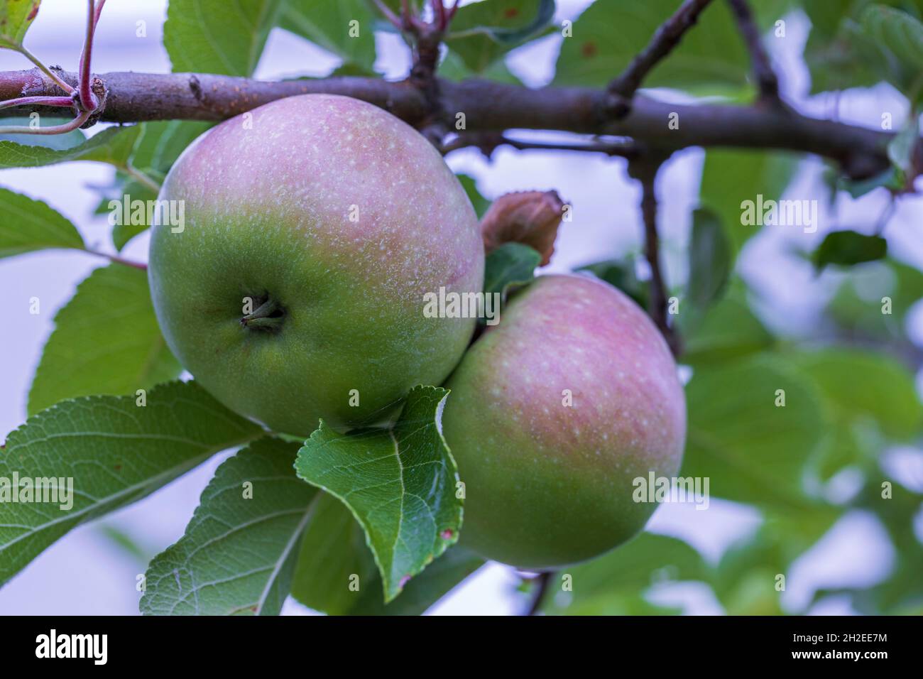 Close up view of apple tree. Healthy food concept. Beautiful autumn ...