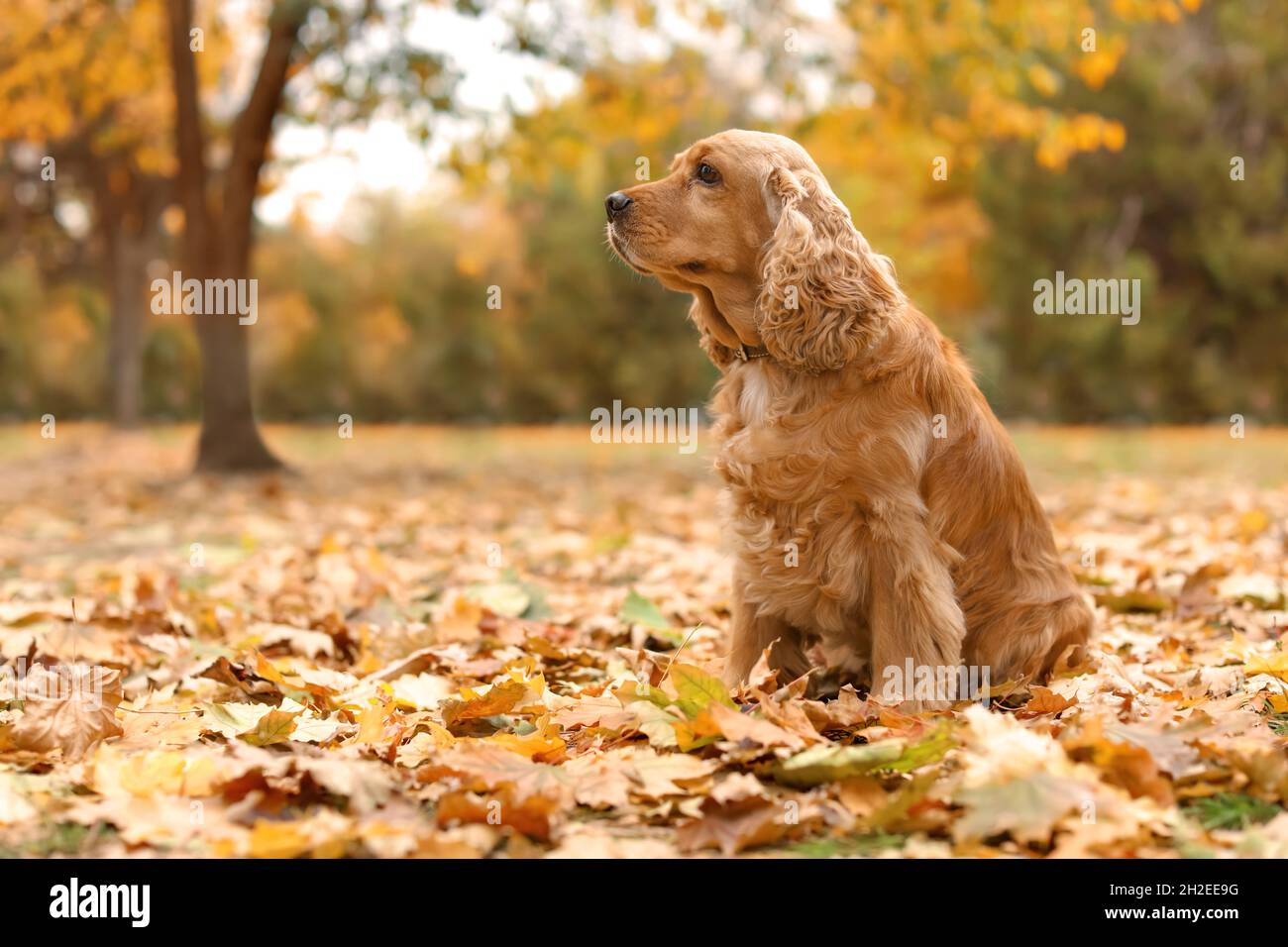 Cute Cocker Spaniel in park. Autumn walk Stock Photo - Alamy