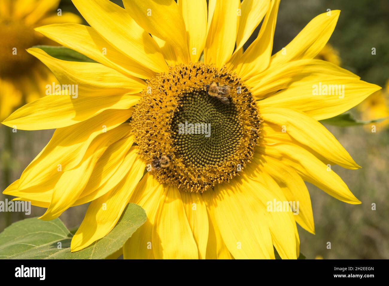 Close up of a bee on a sunflower, bathed in the bright sunshine ...