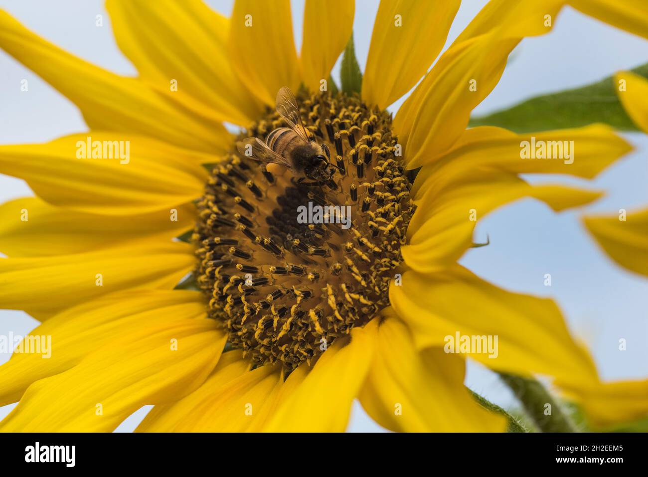 Close up of a bee on a sunflower, bathed in the bright sunshine ...