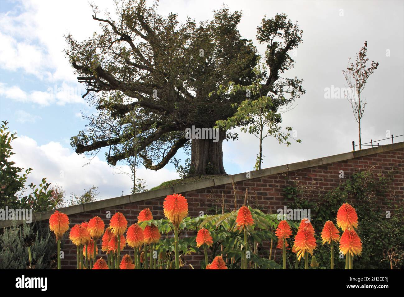 Sycamore Tree At Dumfries House Stock Photo - Alamy