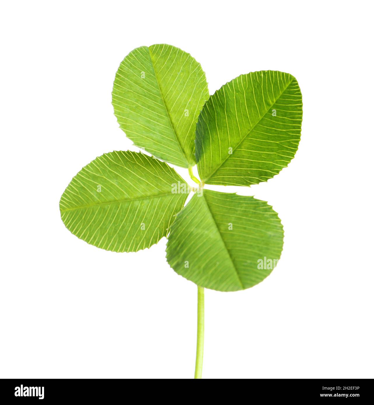 Green four-leaf clover on white background Stock Photo - Alamy