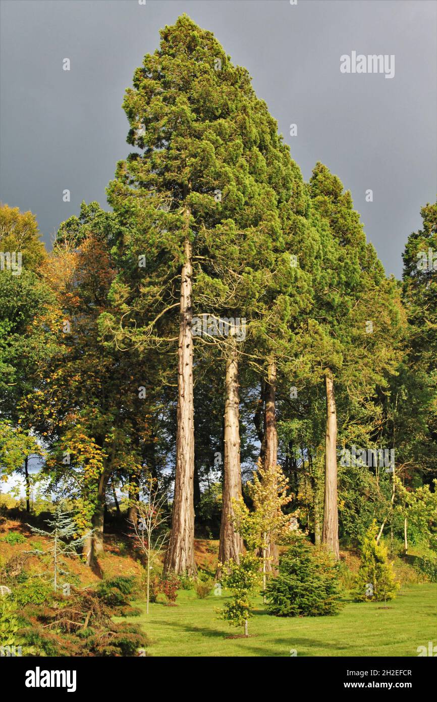 Canadian redwood hi-res stock photography and images - Alamy