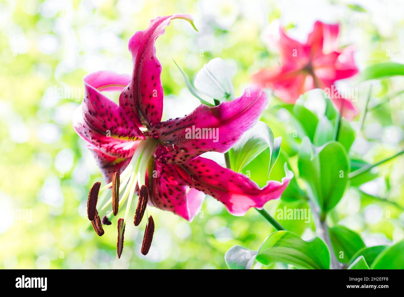 White stargazer lily flower on hi-res stock photography and images - Alamy