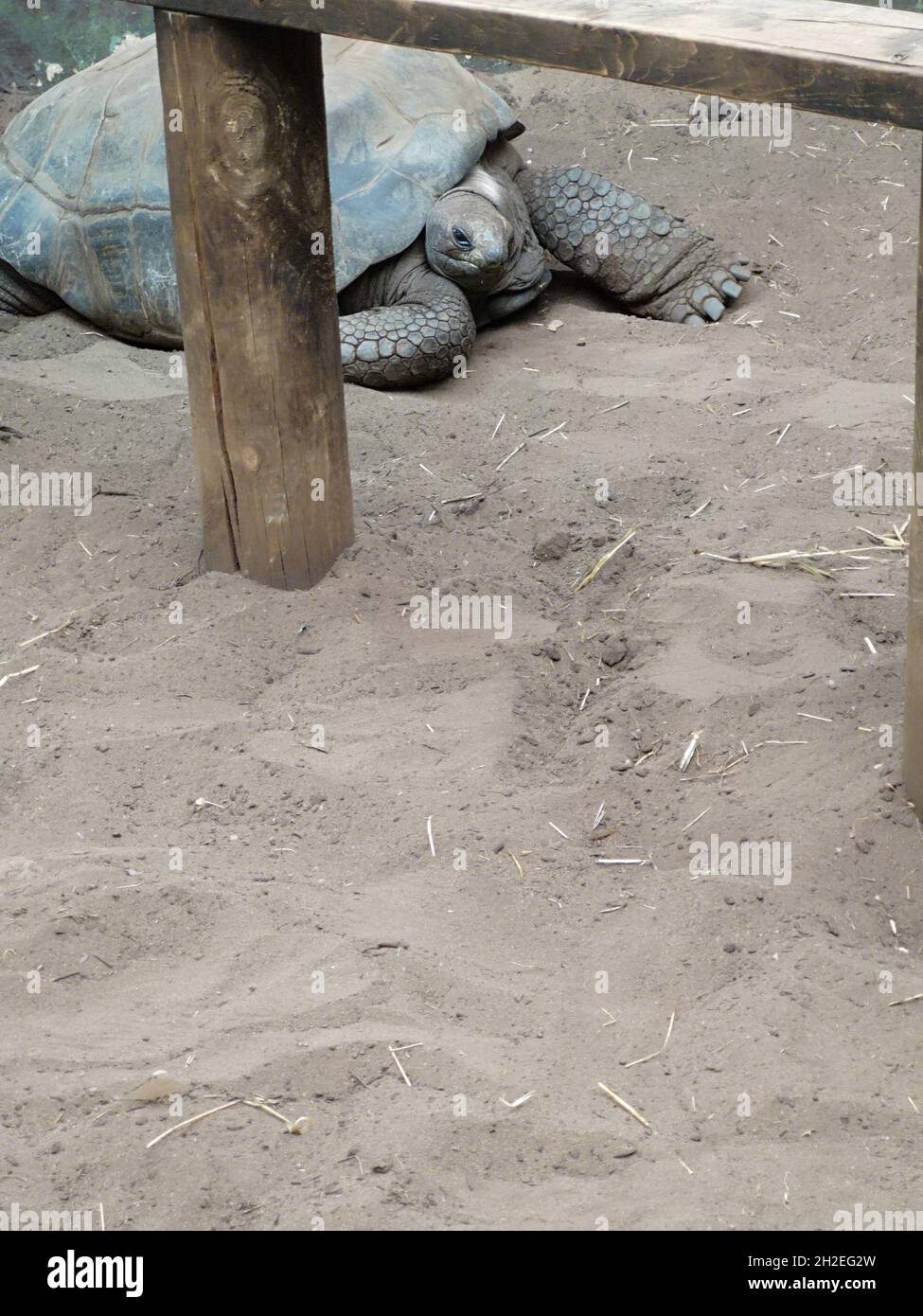 Cute turtle big eyes hi-res stock photography and images - Alamy