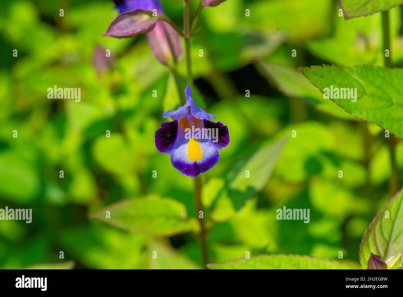torenia indigo in the botanical garden in Batumi Stock Photo - Alamy