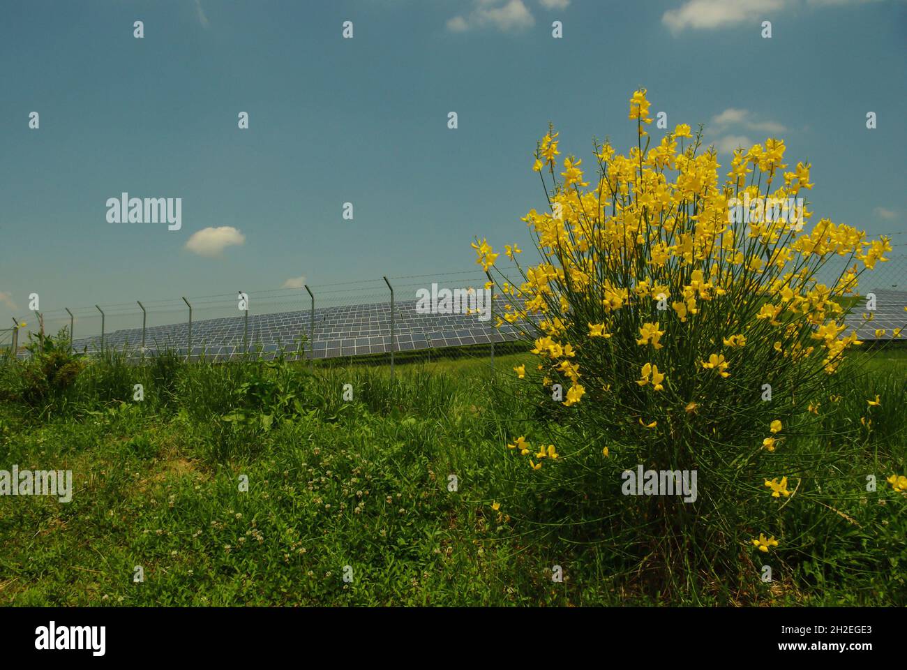 Genisteae hi-res stock photography and images - Alamy