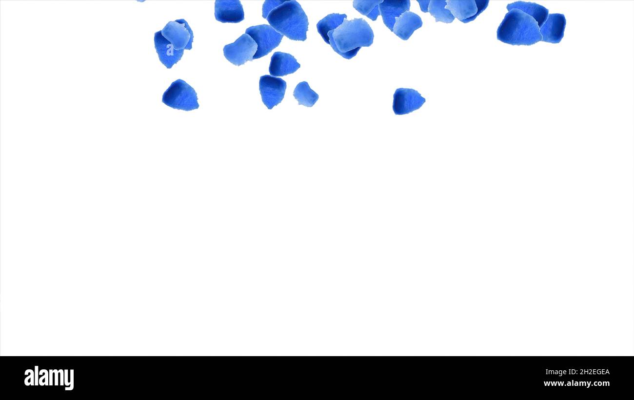 Falling petals roses animation on white background. Falling rose petals ...