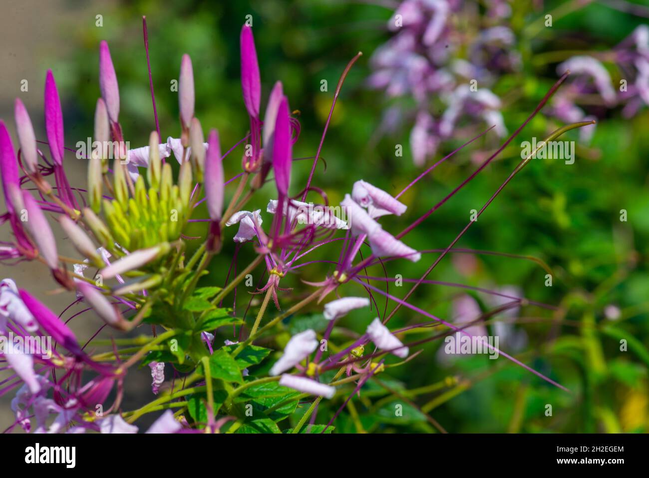 cleoma flower in a botanical garden in Batumi Stock Photo - Alamy