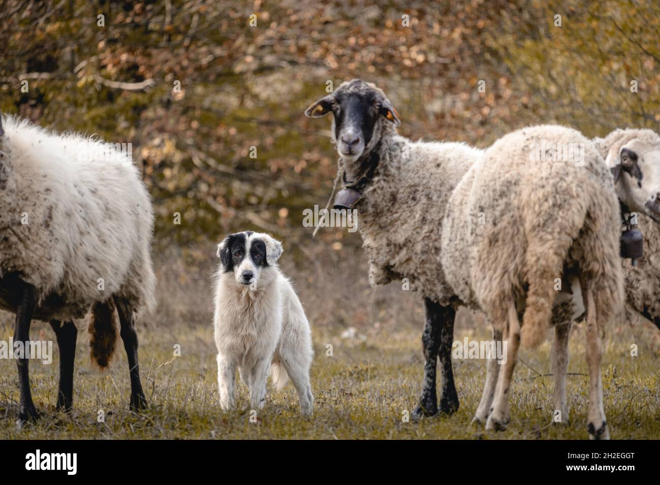 A flock of sheep and their guard dog near the small village of Varshilo ...