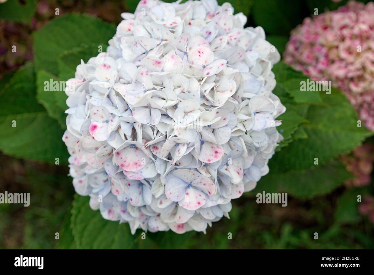 huge colorful hydrangea flowers on the azores islands Stock Photo - Alamy