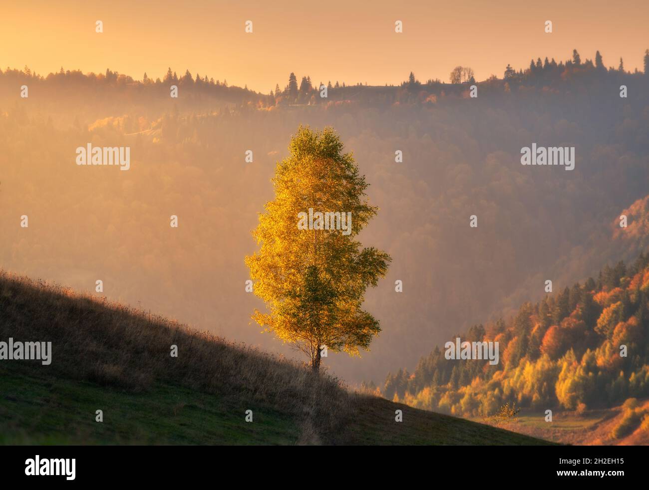 Alone tree hi-res stock photography and images - Alamy