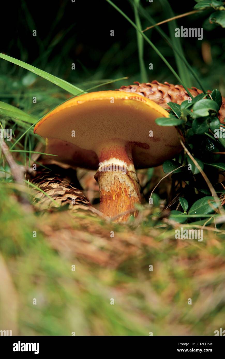 Vertical shot of Suillus mushrooms in the woods Stock Photo - Alamy