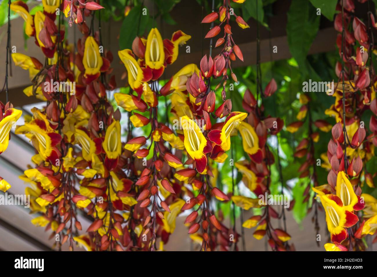 Ladys slipper vine hi-res stock photography and images - Alamy