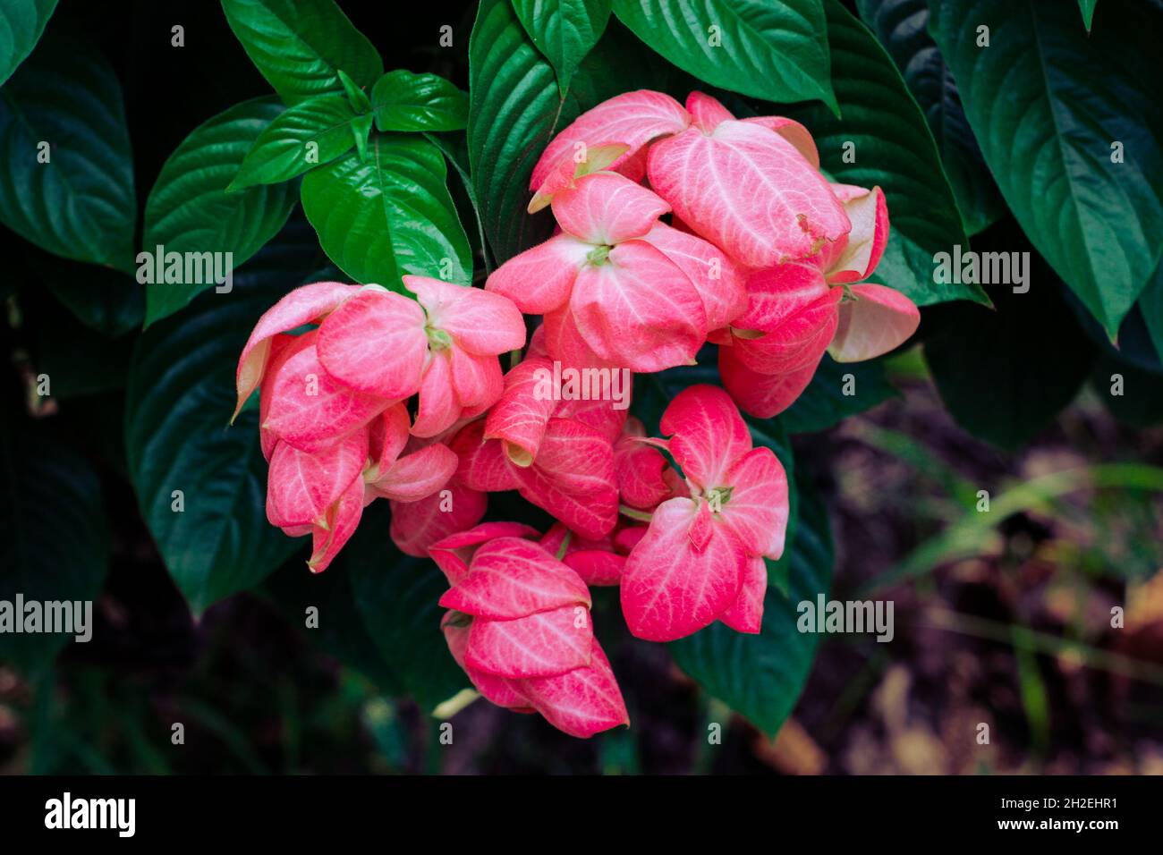 Closeup of the blossomed beautiful pink Queen of Philippines flowers in ...