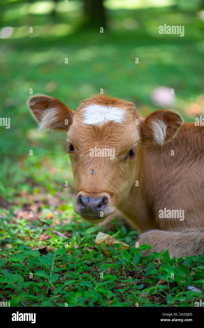 young red calf with a white spot on the head Stock Photo - Alamy