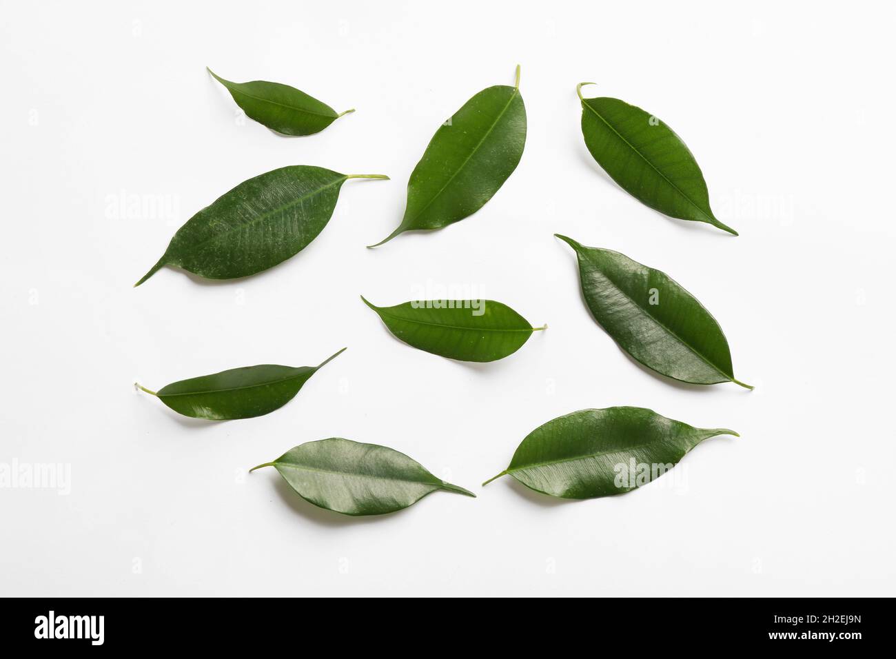 Fresh green ficus leaves on white background, top view Stock Photo - Alamy