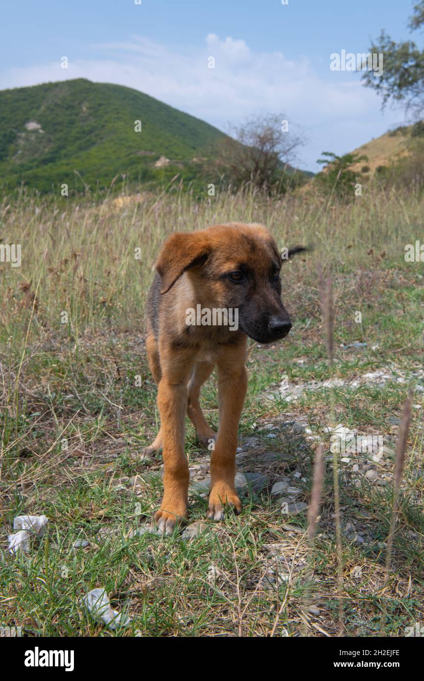 Red steppe breed hi-res stock photography and images - Alamy