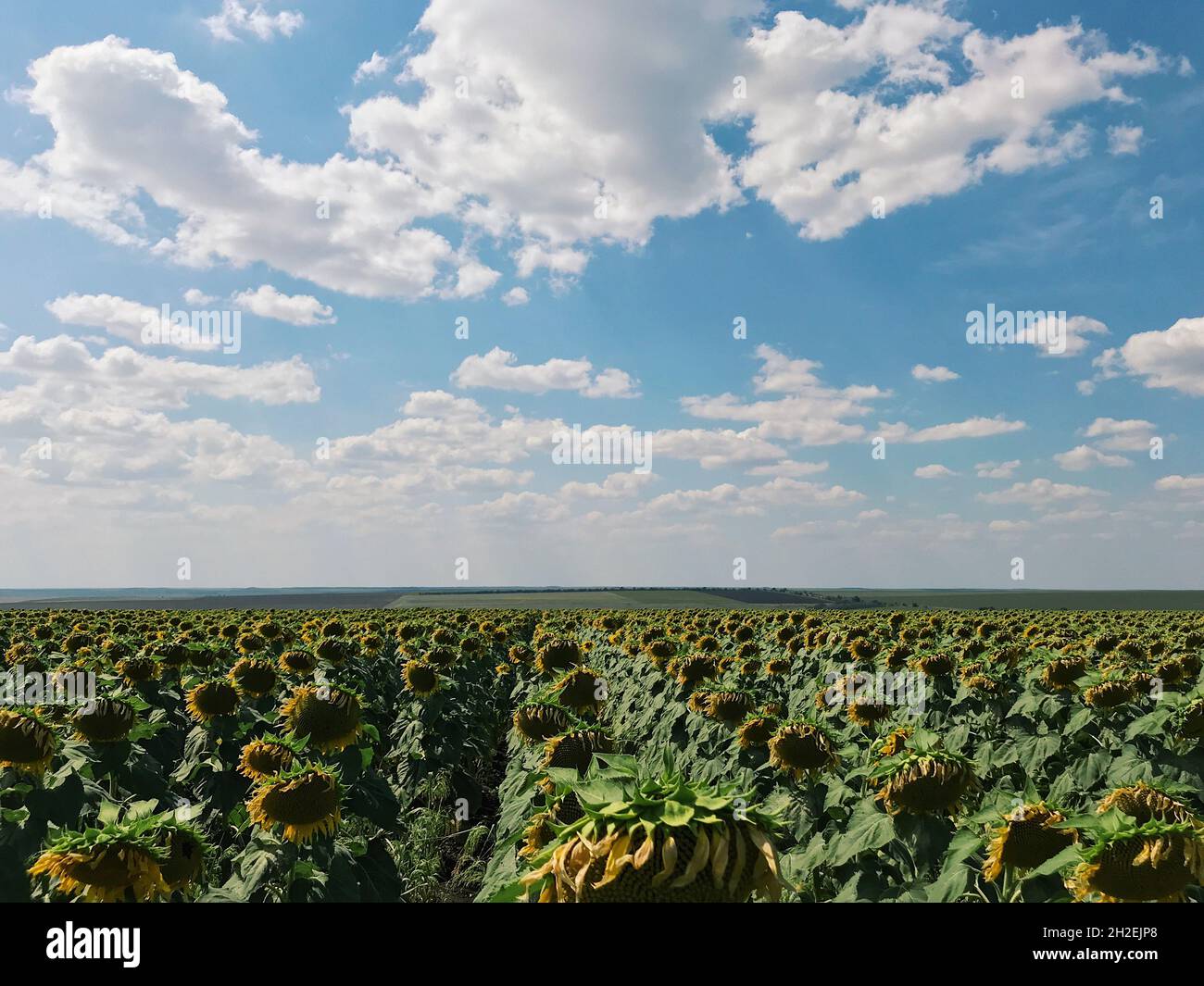 Sunflower field landscape photo. Beautiful outdoor shot of agriculture ...