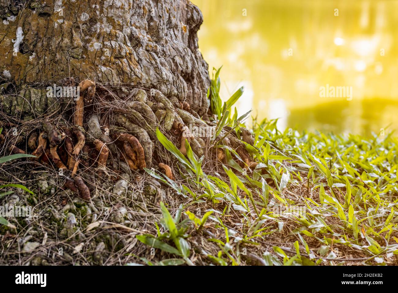 Coconut roots near a pond with growing wild grasses on a bright sunny ...