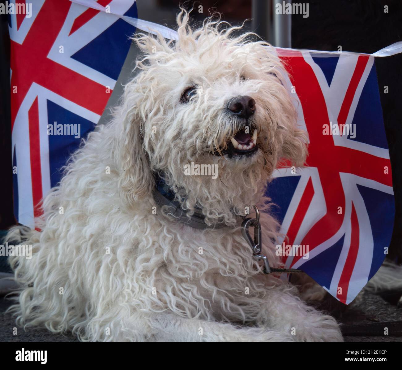 Cute white pet dog with Union Jack flags Stock Photo - Alamy