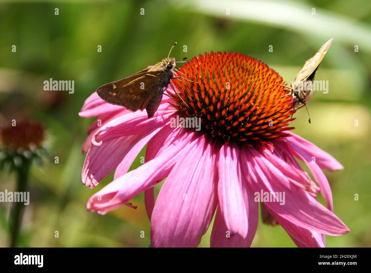 Close up of a two brown moths insert their proboscises into a colorful ...