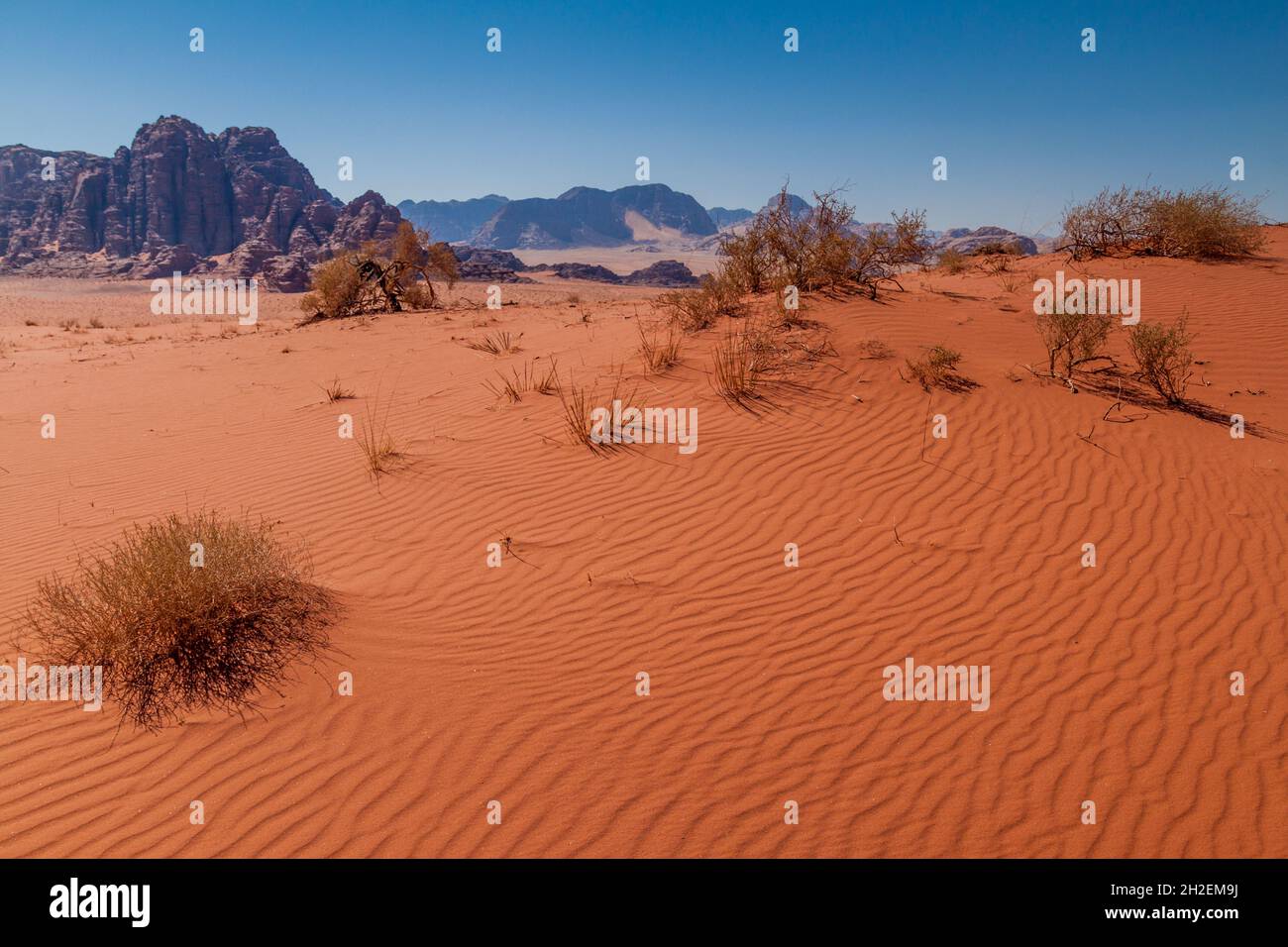 Vegetation of Wadi Rum desert, Jordan Stock Photo - Alamy