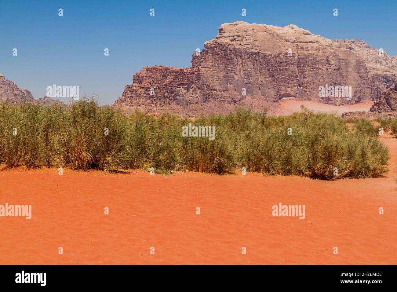 Vegetation of Wadi Rum desert, Jordan Stock Photo - Alamy