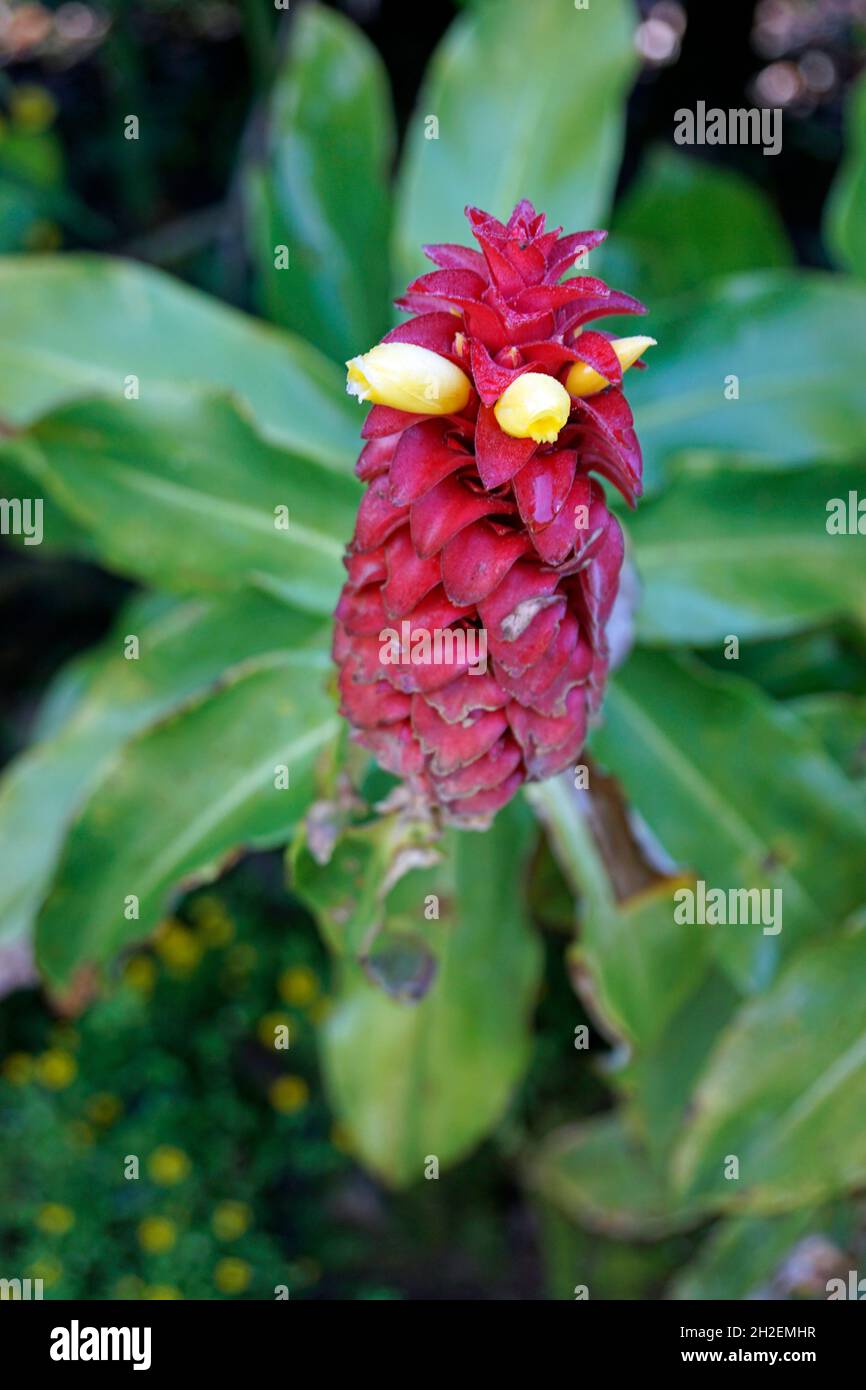 colorful flowers on azores island sao miguel Stock Photo - Alamy