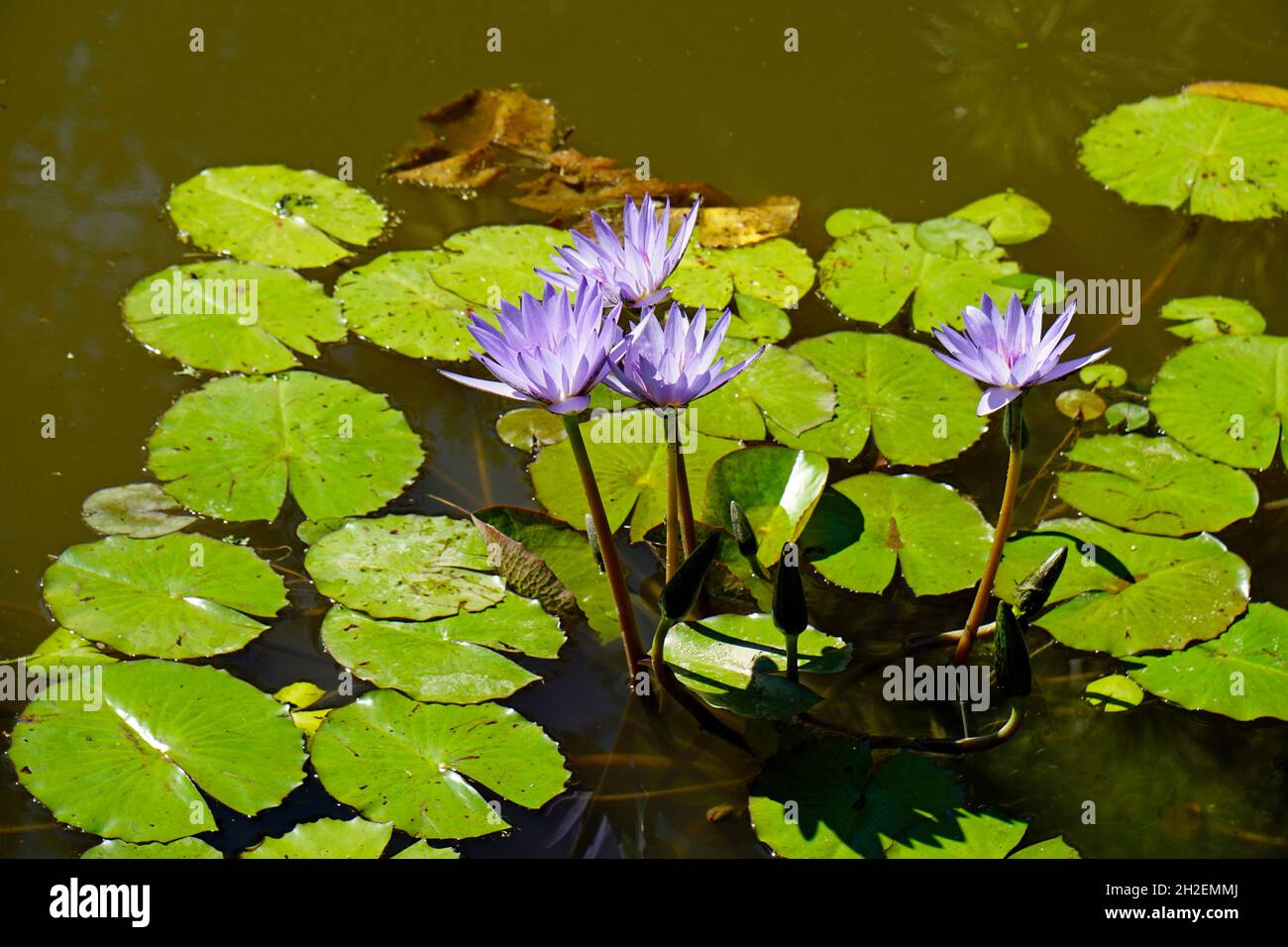 colorful flowers on azores island sao miguel Stock Photo - Alamy
