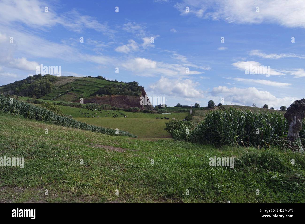 green farmland on the azores islands Stock Photo - Alamy