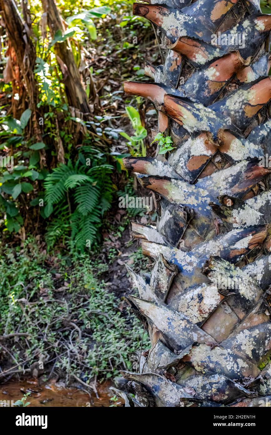 Palm tree trunk close up shot in the jungle Stock Photo - Alamy
