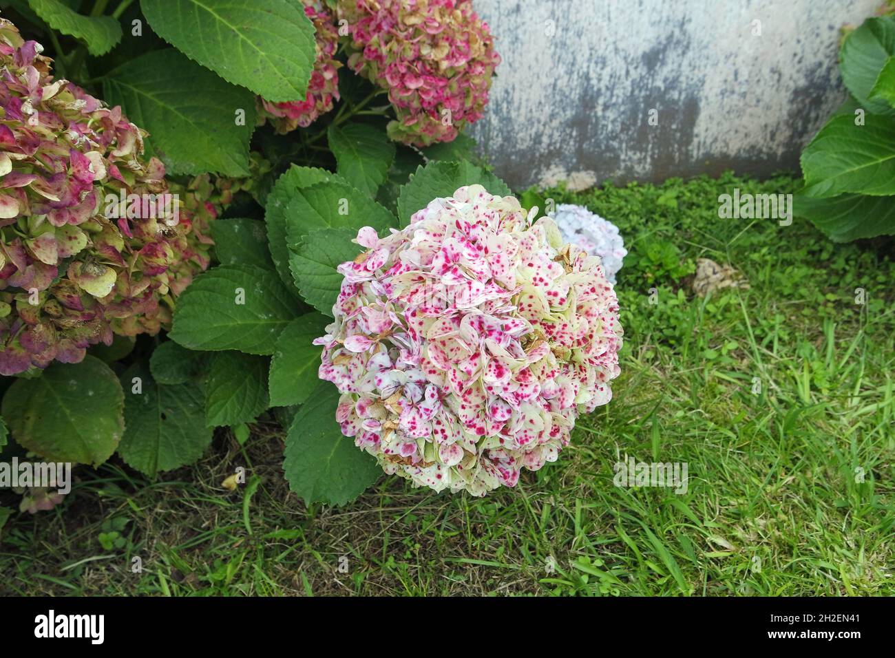 huge colorful hydrangea flowers on the azores islands Stock Photo - Alamy