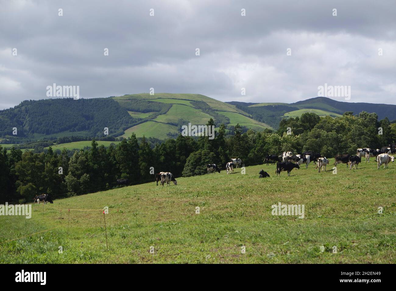 green farmland on the azores islands Stock Photo - Alamy