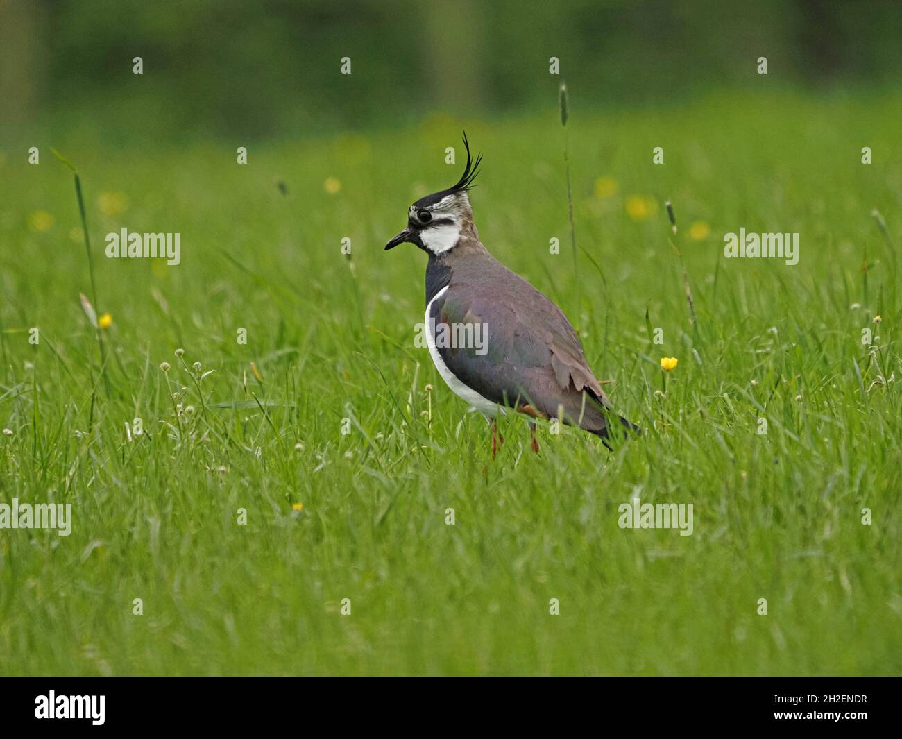 Northern Lapwing peewit or Green Lapwing (Vanellus vanellus) with ...