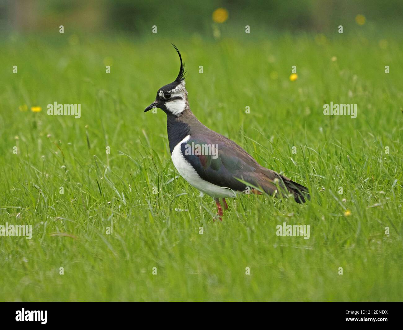 Northern Lapwing peewit or Green Lapwing (Vanellus vanellus) with ...