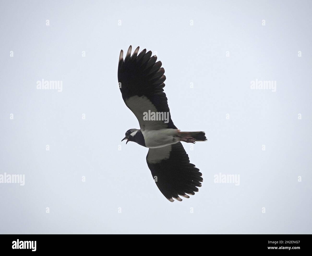 Wildlife pennines hi-res stock photography and images - Alamy