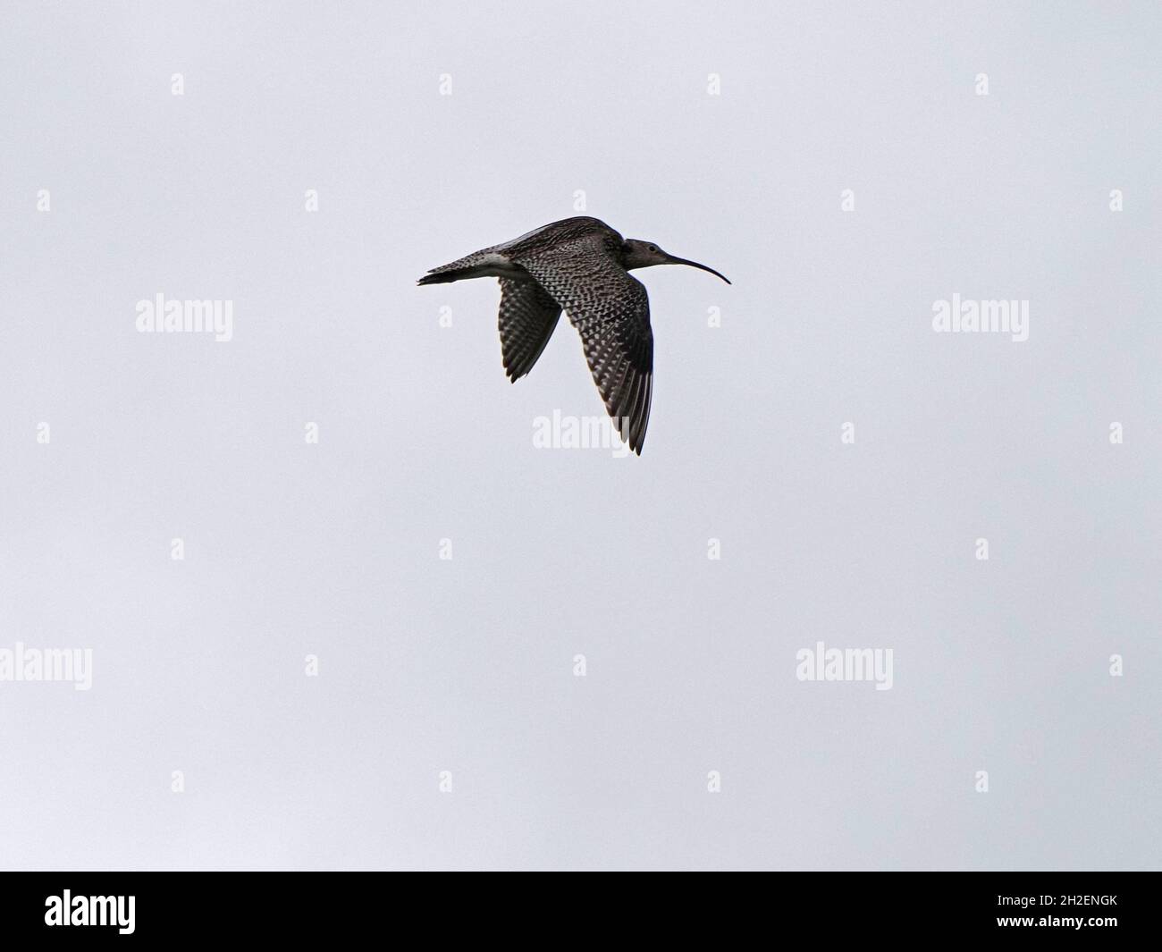 Eurasian Curlew (Numenius arquata) characteristic long curved bill ...